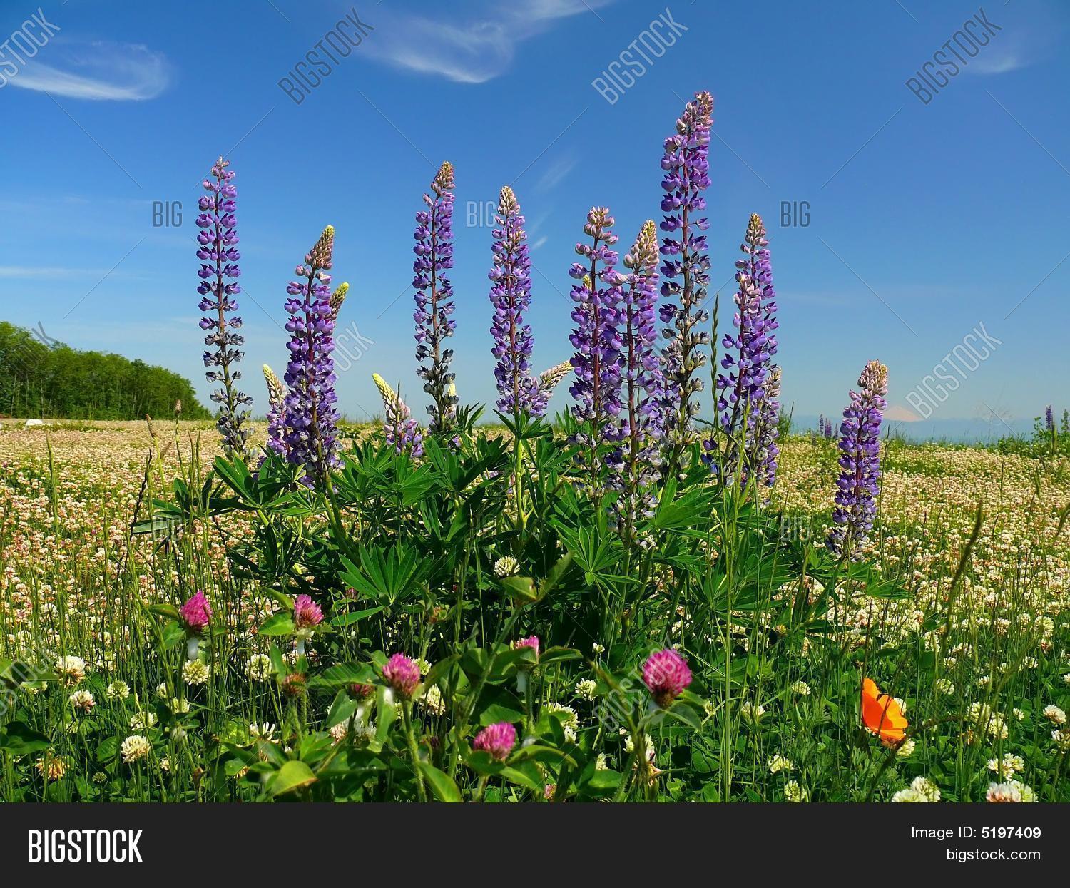 Lupin Flower Bouquet Image & Photo (Free Trial) | Bigstock
