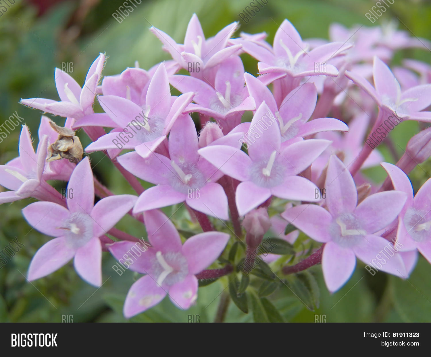 Ixora Coccinea Flowers Image & Photo (Free Trial) | Bigstock