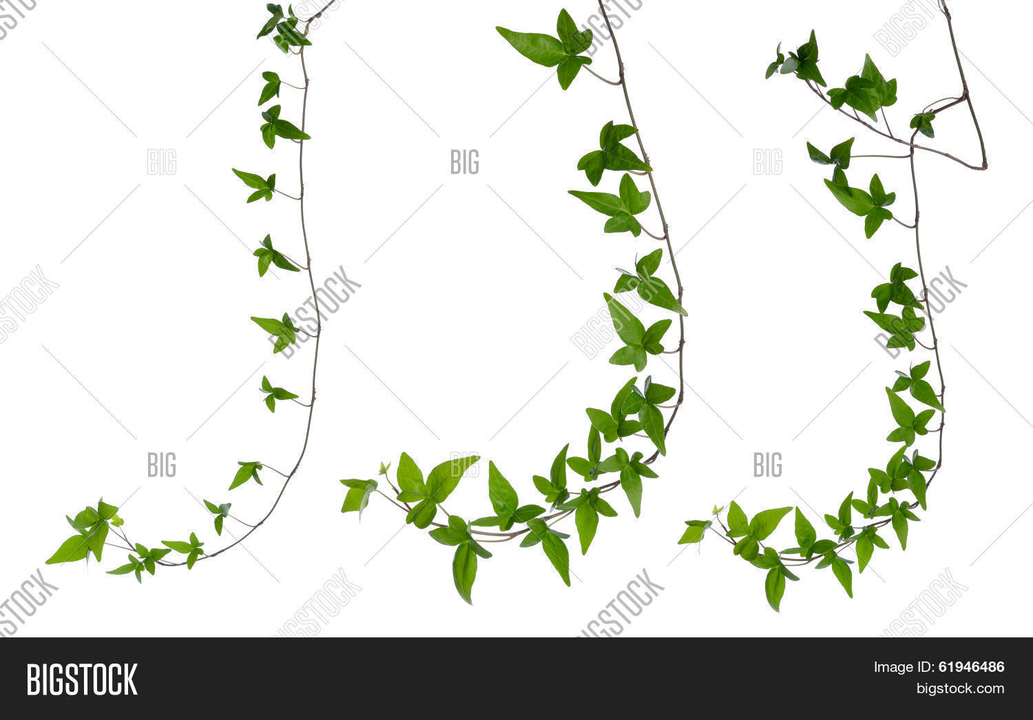 Set Ivy Stems Isolated Image & Photo (Free Trial) | Bigstock