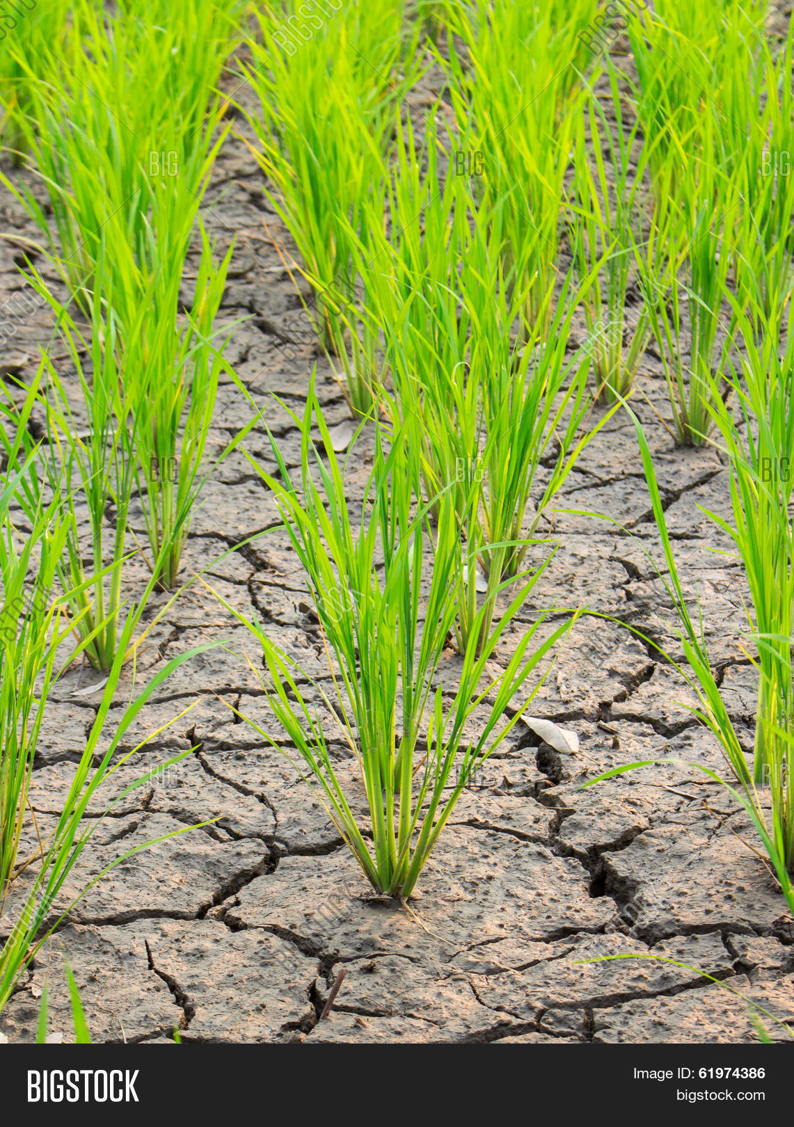 Rice Growing On Image & Photo (Free Trial) | Bigstock