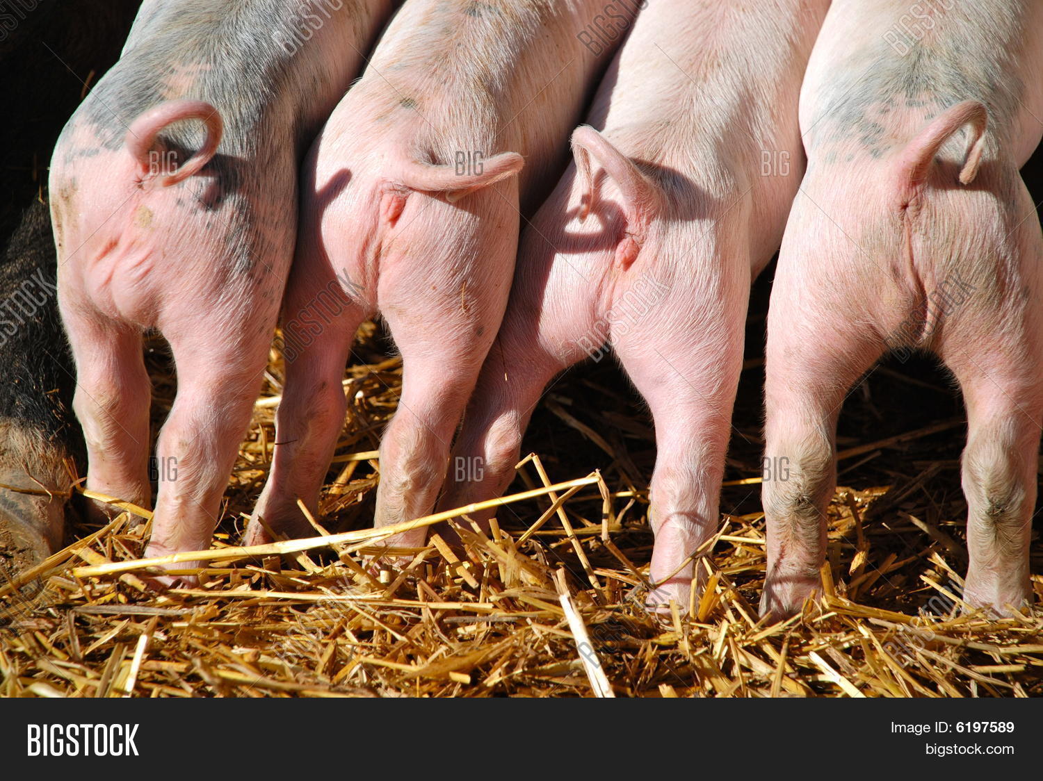 Four Newborn Piglet Image & Photo (Free Trial) | Bigstock