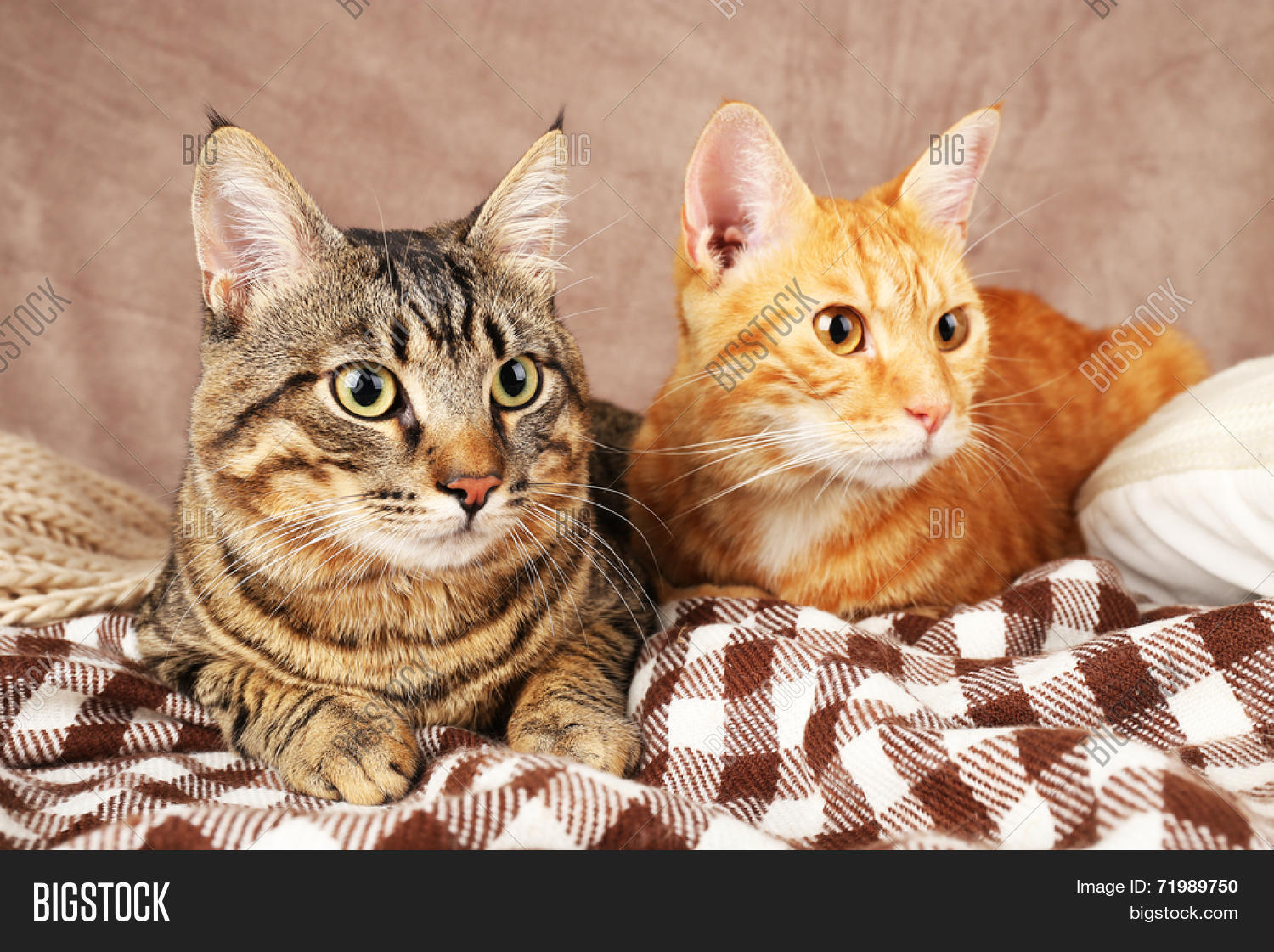 Two Cats On Blanket On Image & Photo (Free Trial) | Bigstock