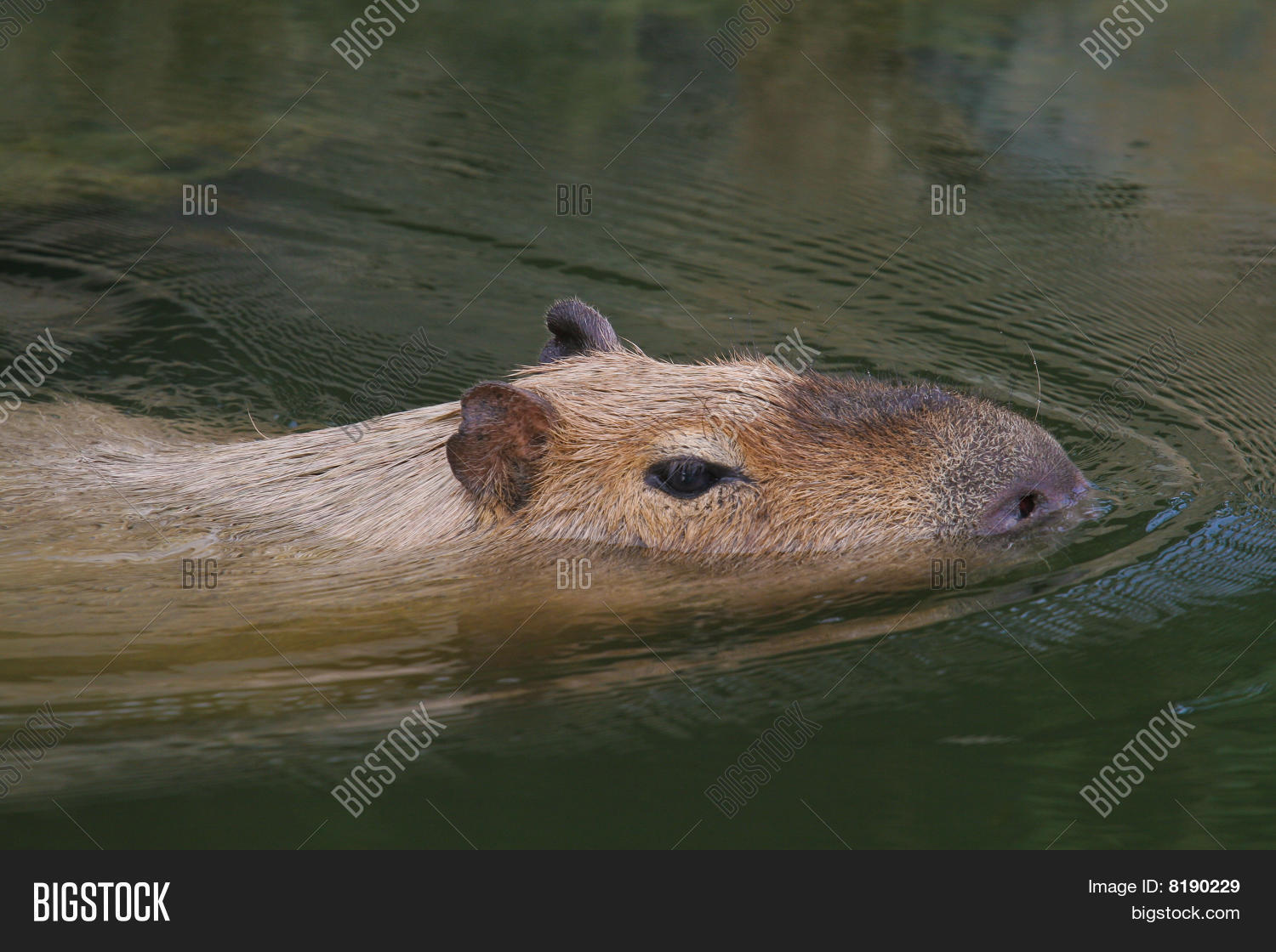 Capybara Swimming