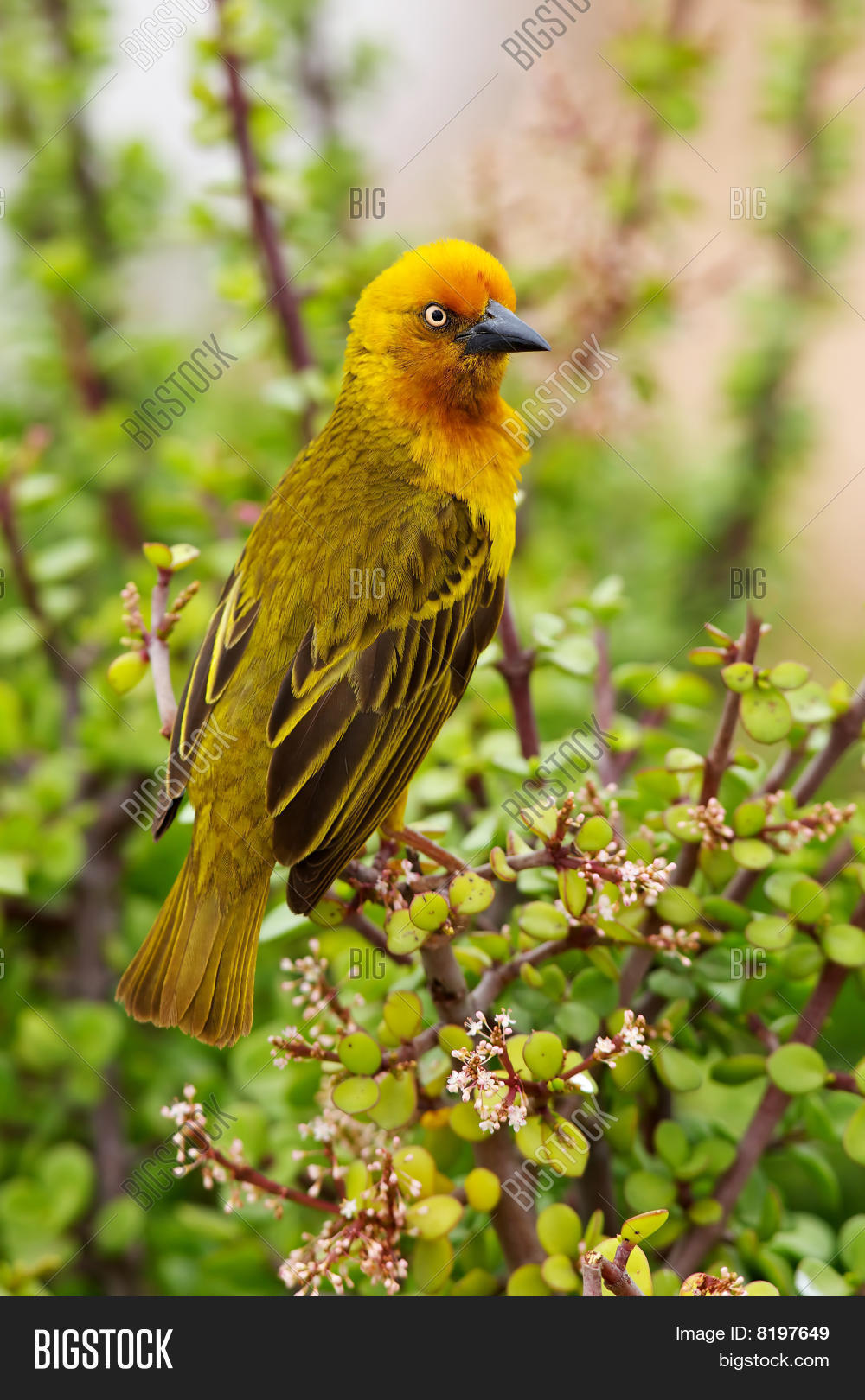 Cape Weaver Image & Photo (Free Trial) | Bigstock
