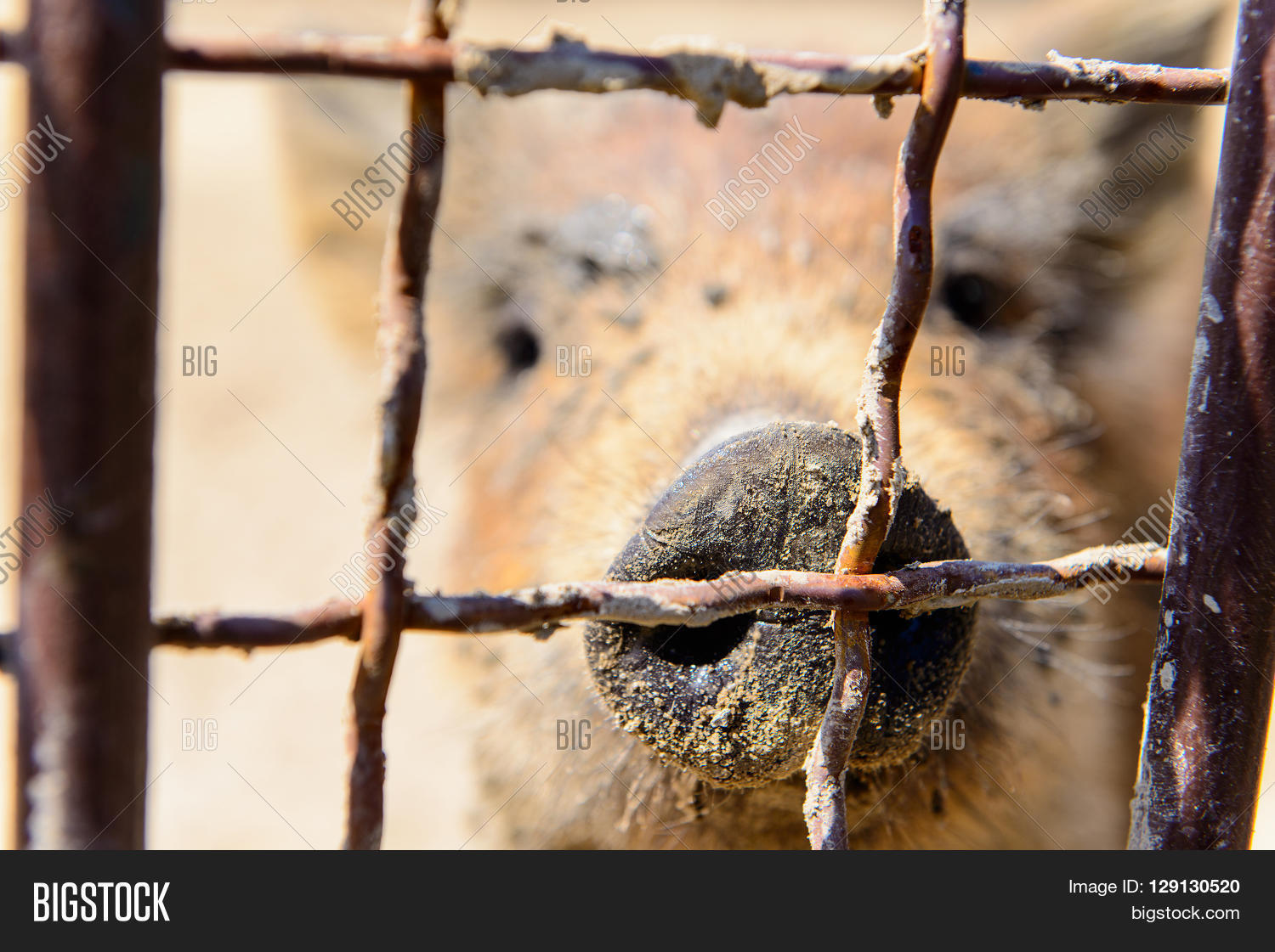 Animal Red Pig Image & Photo (Free Trial) | Bigstock