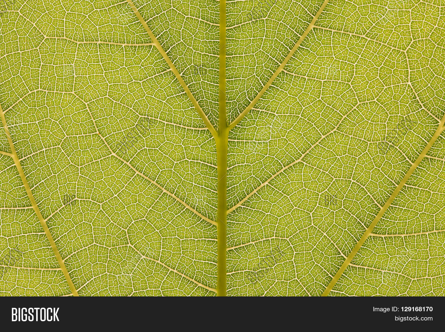 Green Leaf Leaf Grain Image & Photo (Free Trial) | Bigstock