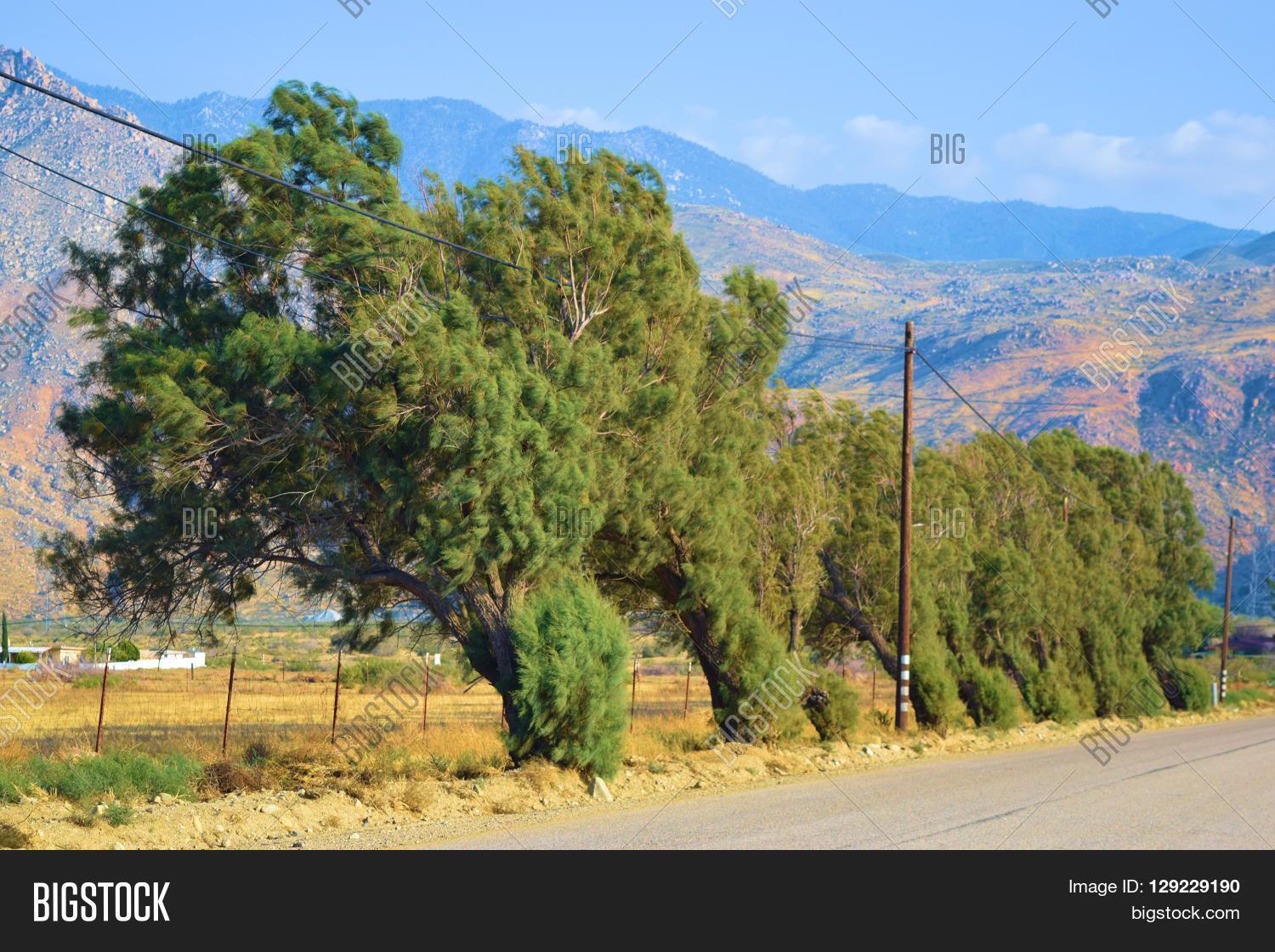 Windbreak Trees Which Image & Photo (Free Trial) | Bigstock