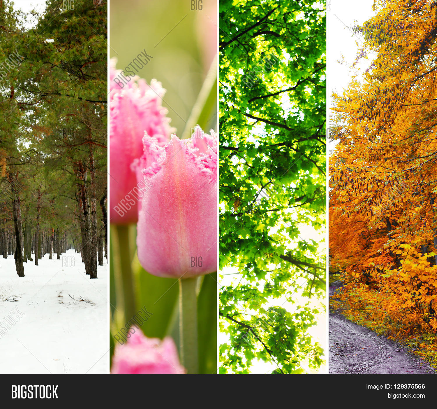 Different Seasons Year Image & Photo (Free Trial) | Bigstock