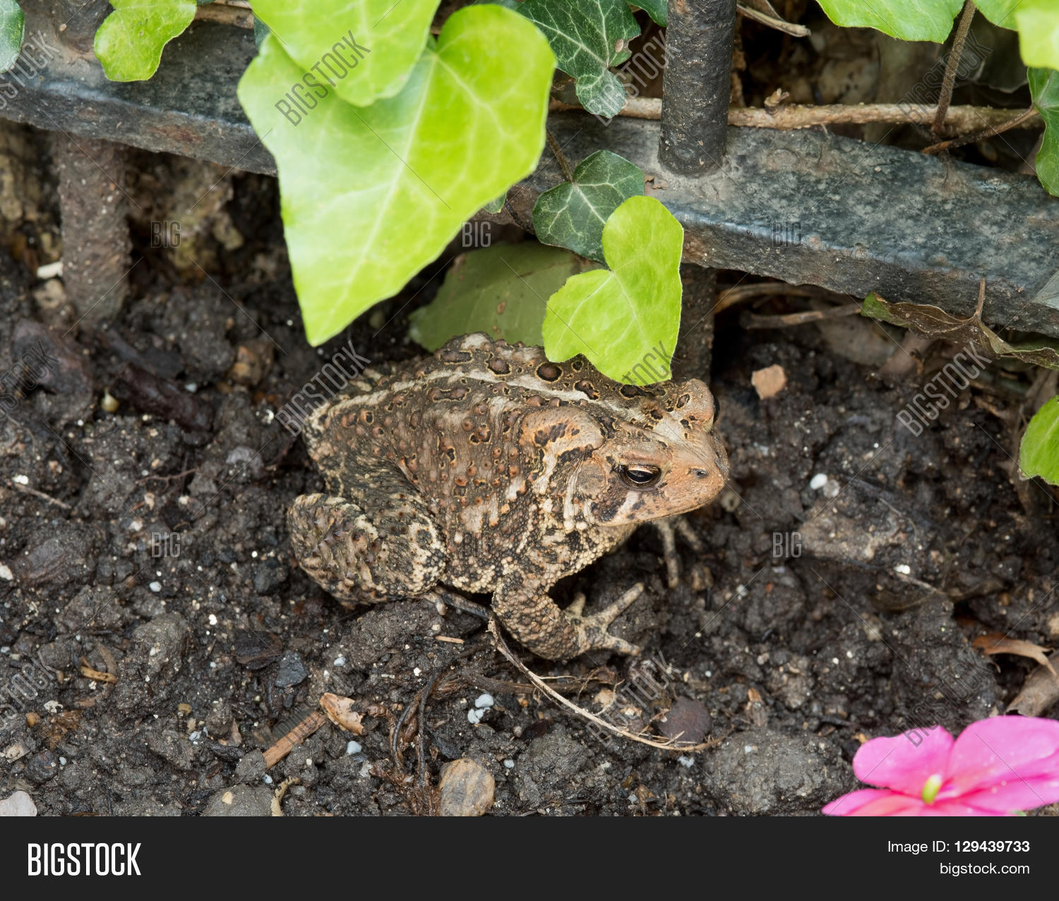 Eastern American Toad Image & Photo (Free Trial) | Bigstock