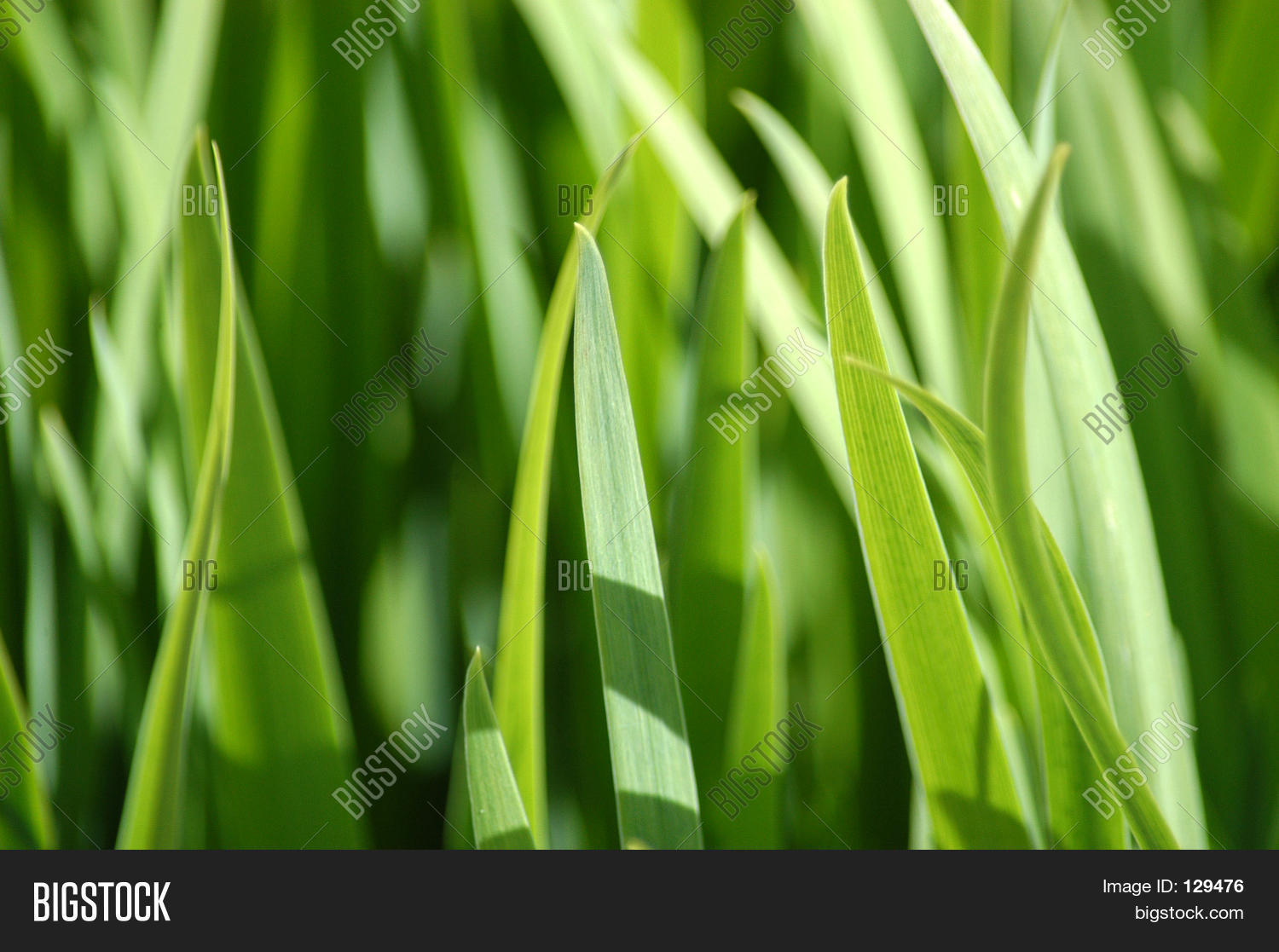 Grass Blades Image & Photo (Free Trial) | Bigstock
