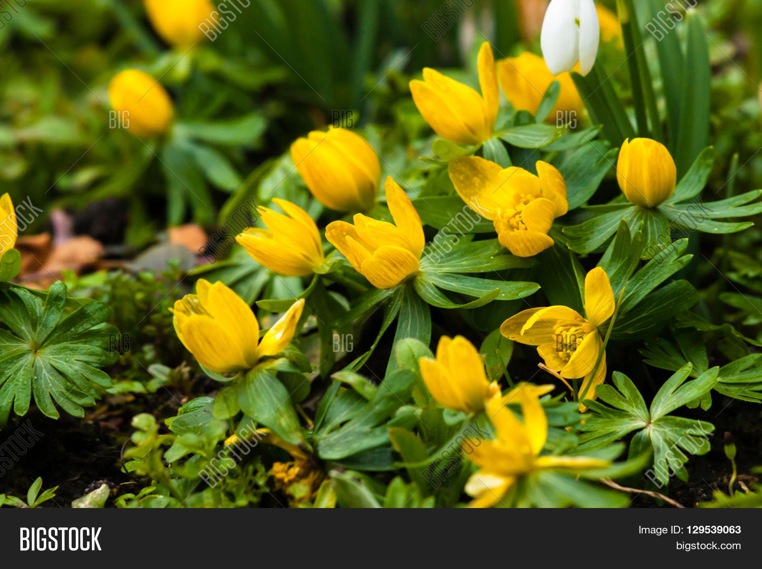Eranthis Flowers Close Image & Photo (Free Trial) | Bigstock