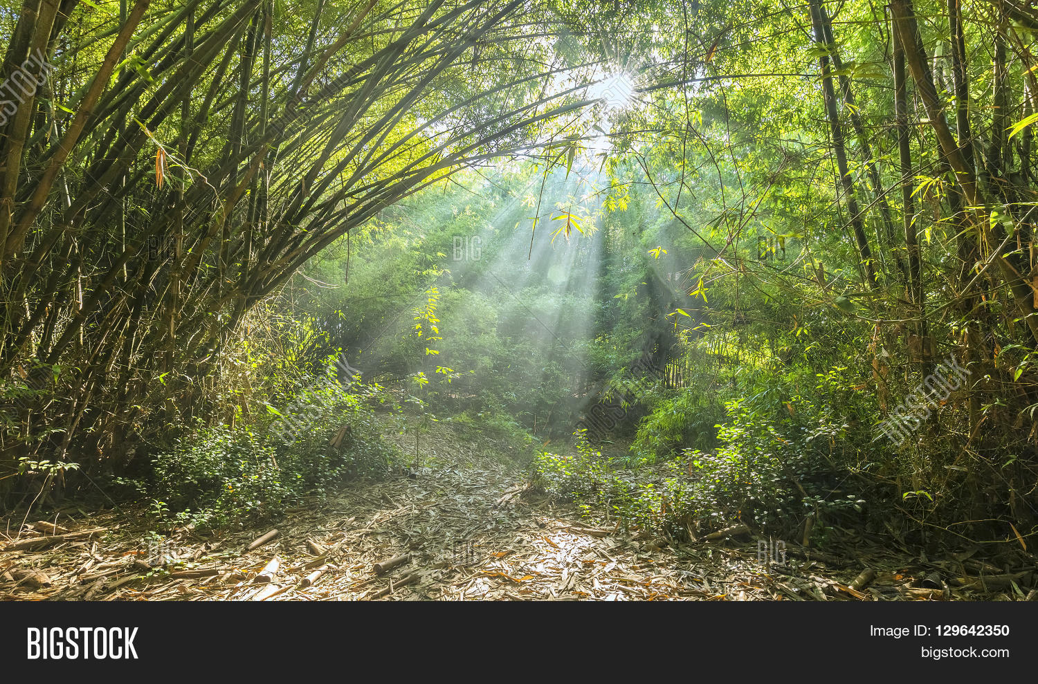 Sun Rays Bamboo Forest Image & Photo (Free Trial) | Bigstock