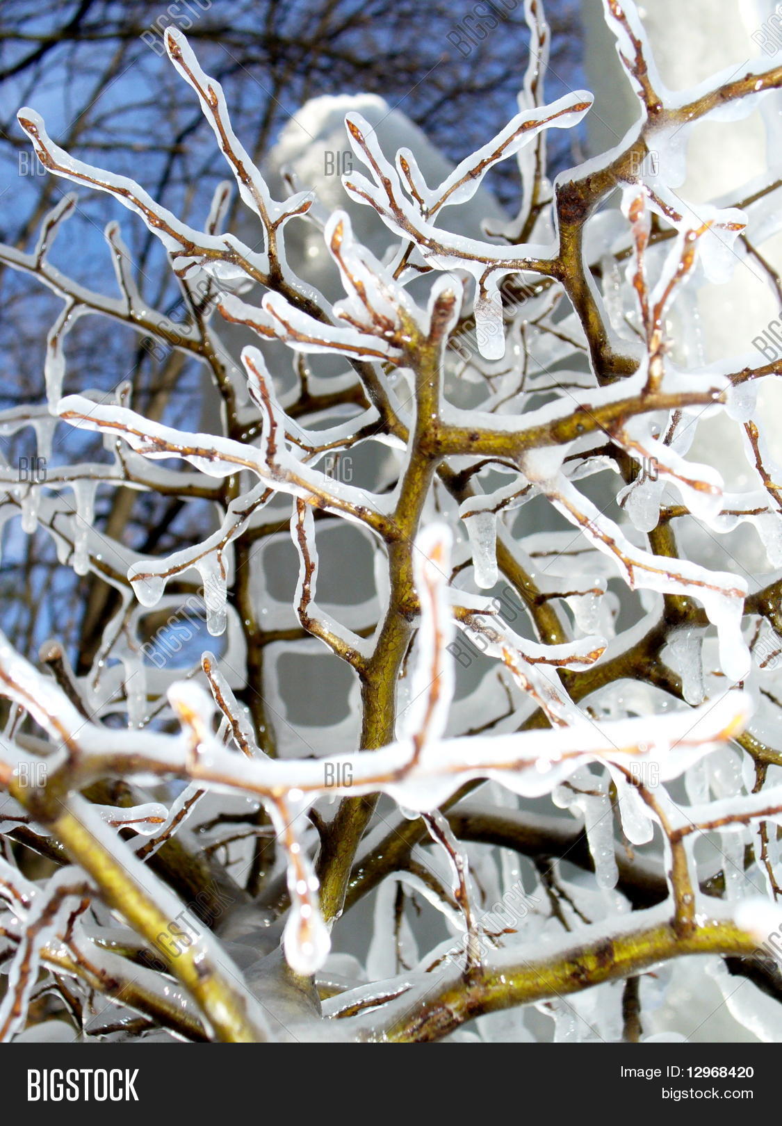 Frozen Tree Image & Photo (Free Trial) | Bigstock