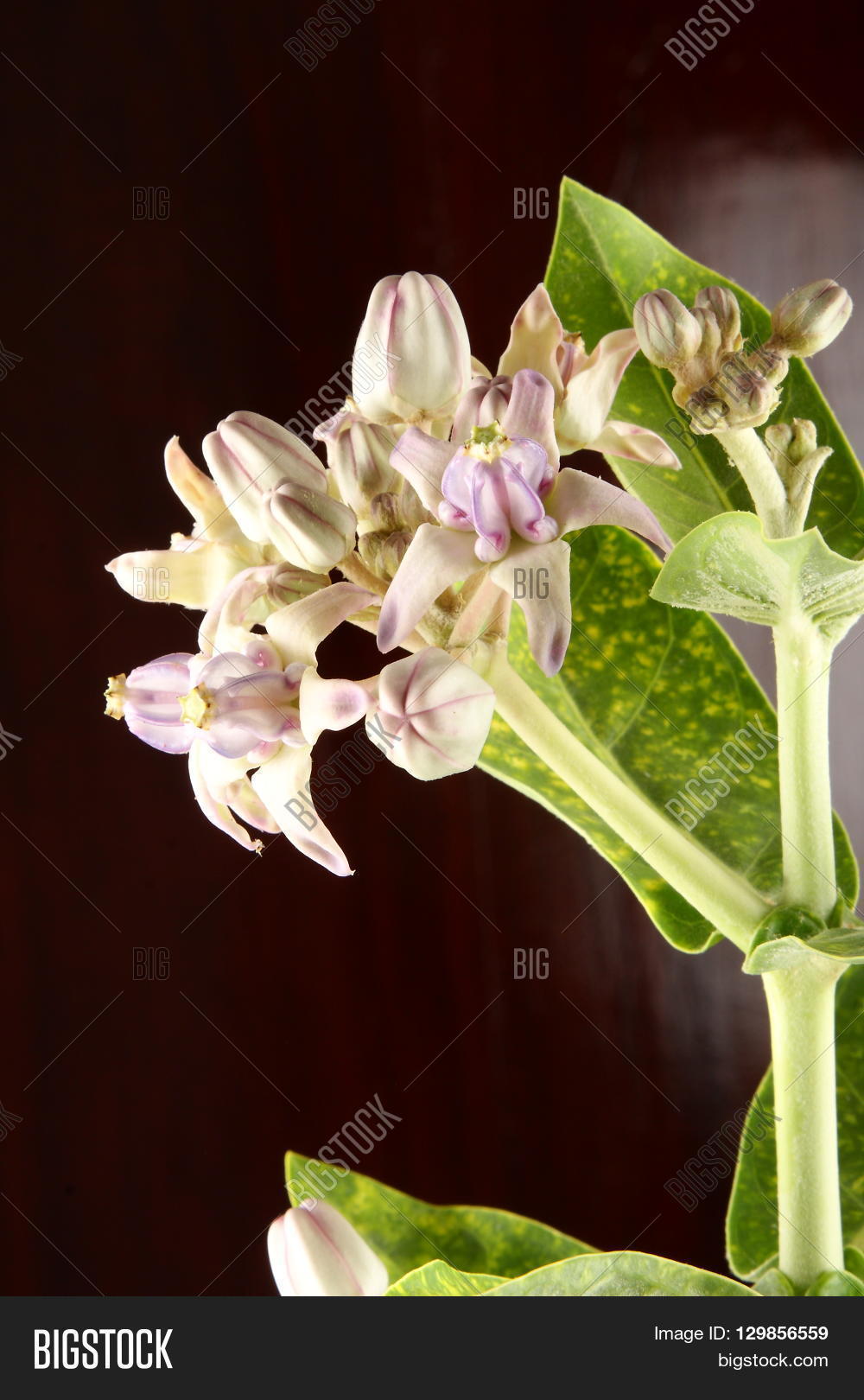 Calotropis Gigantea Image & Photo (Free Trial) | Bigstock