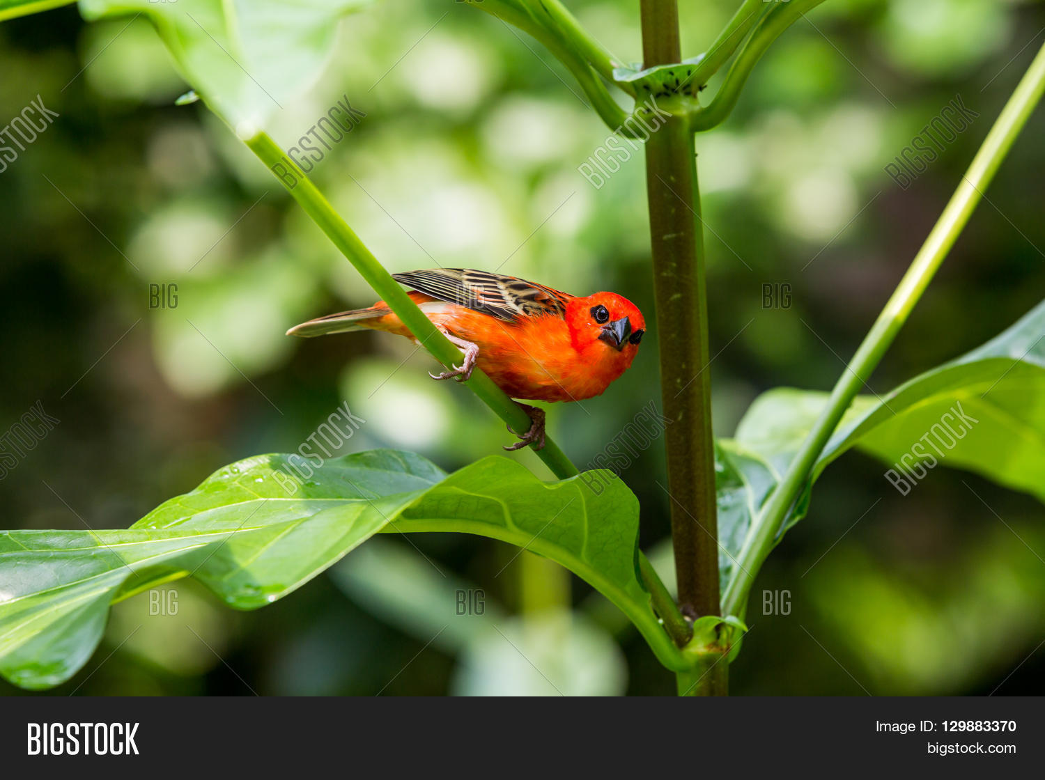Red Cardinal Bird Image & Photo (Free Trial) | Bigstock