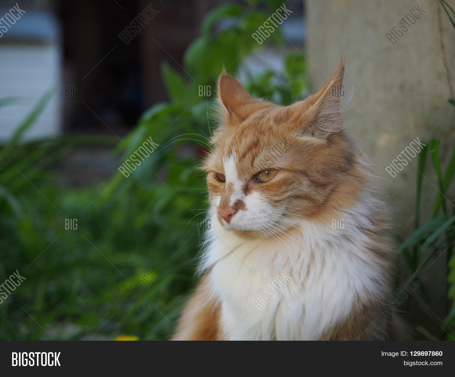 Red Fluffy Cat On Image & Photo (Free Trial) | Bigstock