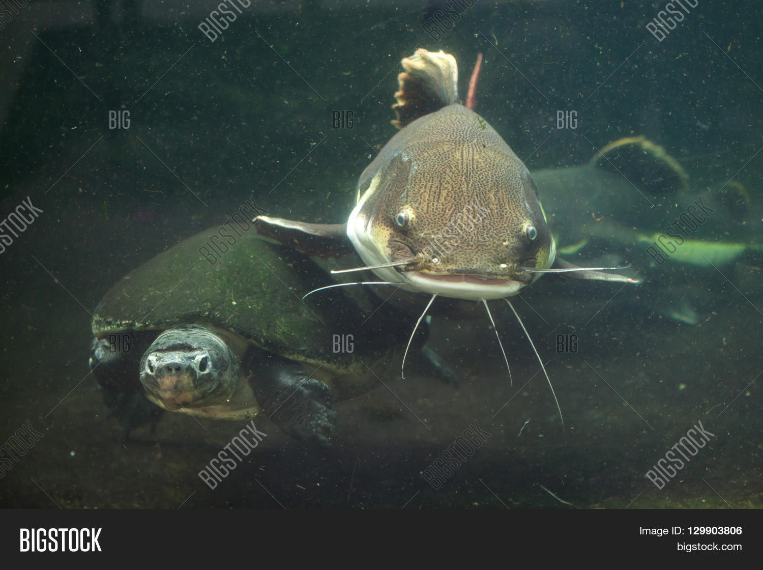 Redtail Catfish ( Image & Photo (Free Trial) | Bigstock