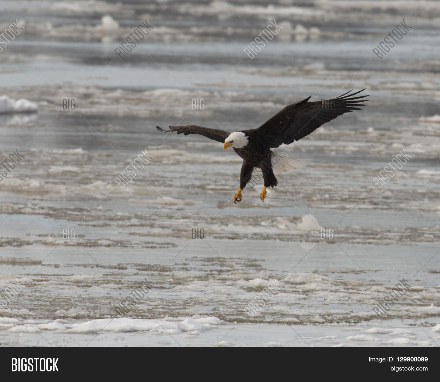 Bald Eagle Taking Image & Photo (Free Trial) | Bigstock