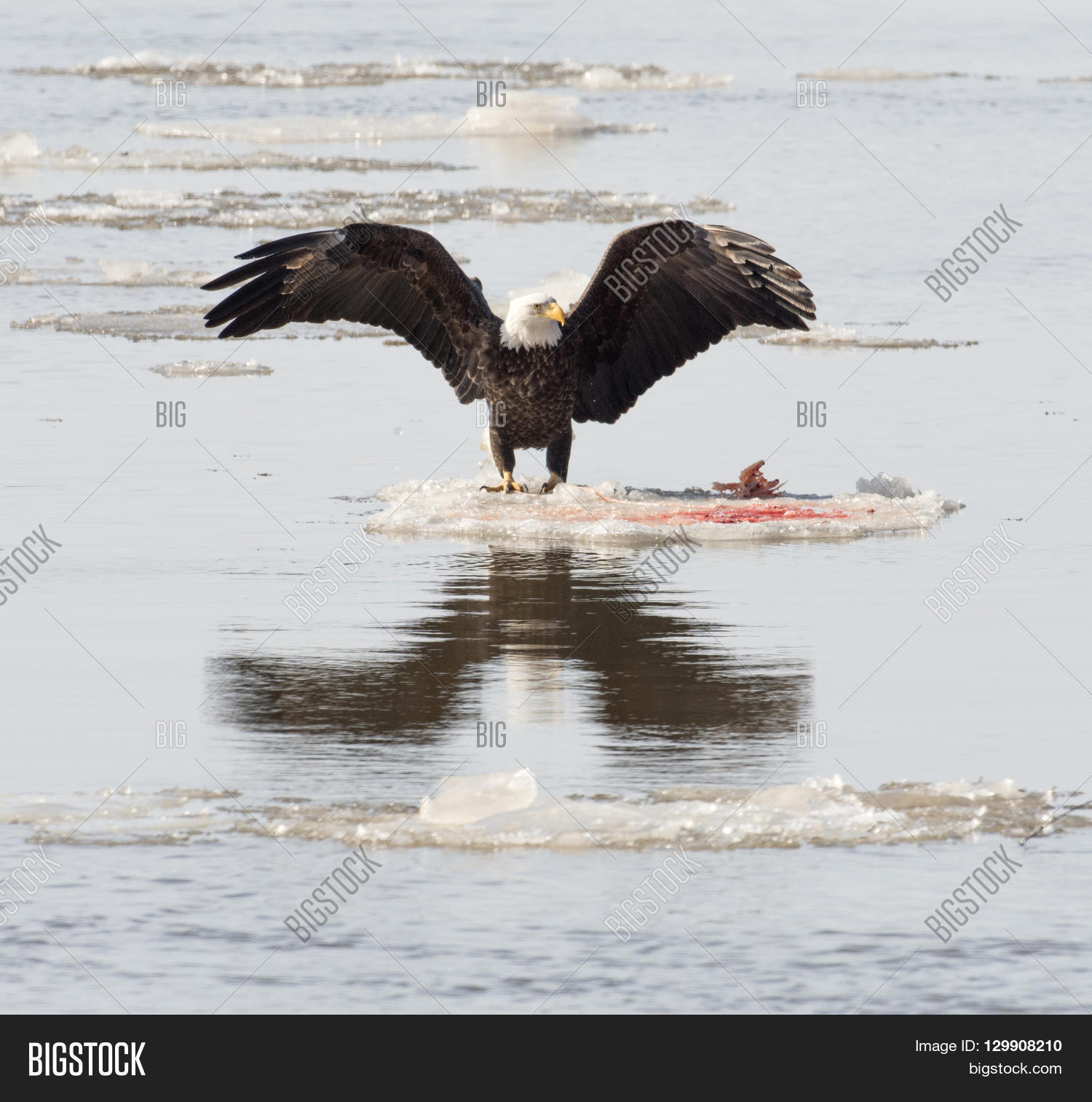 Bald Eagle On Ice Image & Photo (Free Trial) | Bigstock
