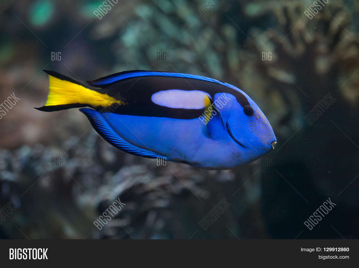 Blue Surgeonfish ( Image & Photo (Free Trial) | Bigstock