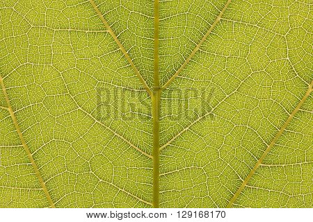 Green Leaf Leaf Grain Image & Photo (Free Trial) | Bigstock