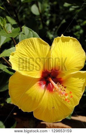Chinese Hibiscus Latin Image & Photo (Free Trial) | Bigstock