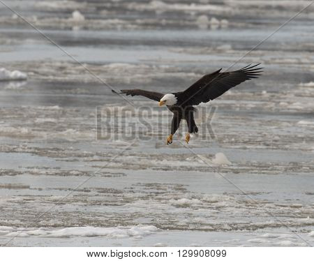 Bald Eagle Taking Image & Photo (Free Trial) | Bigstock