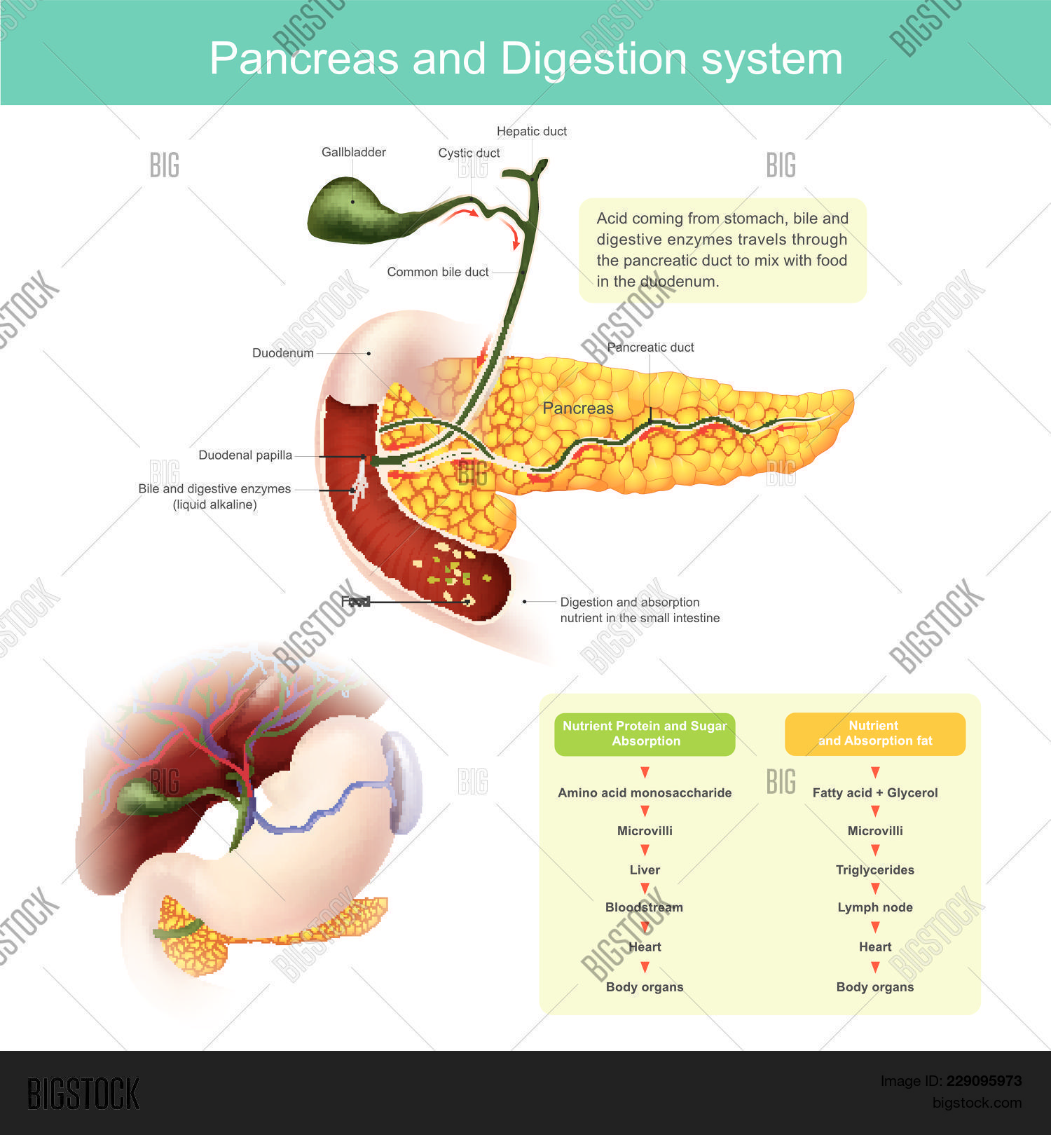 Digestive Enzymes Vector & Photo (Free Trial) | Bigstock