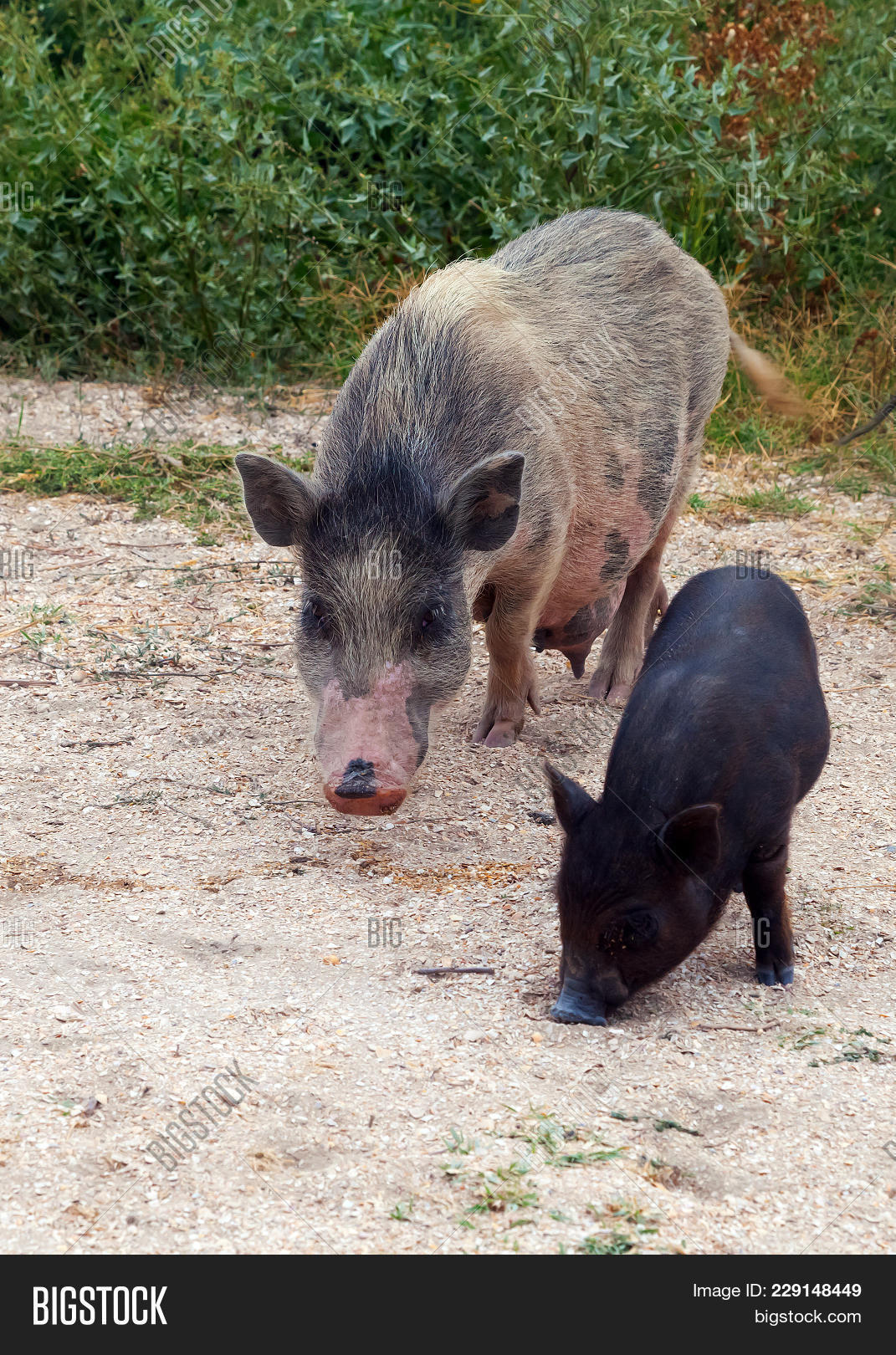 Attractive Pig Piggy Image & Photo (Free Trial) | Bigstock