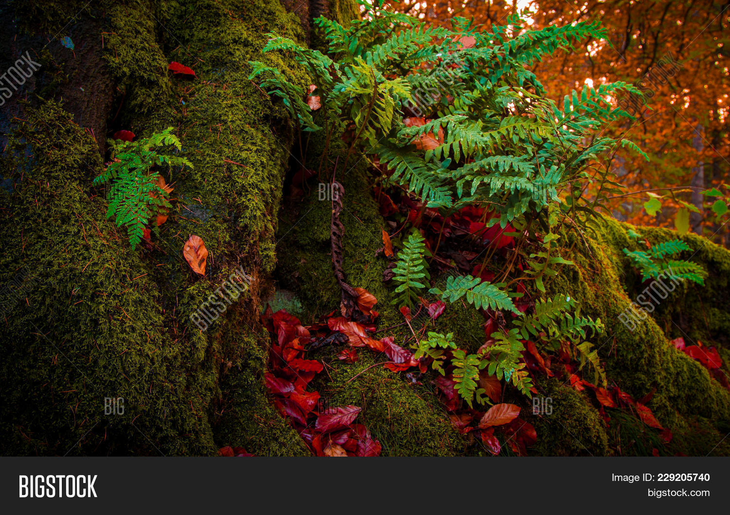 Green Mossy Tree Toots Image & Photo (Free Trial) | Bigstock