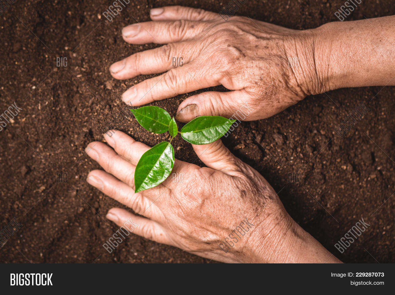 Growing Plant In Hand