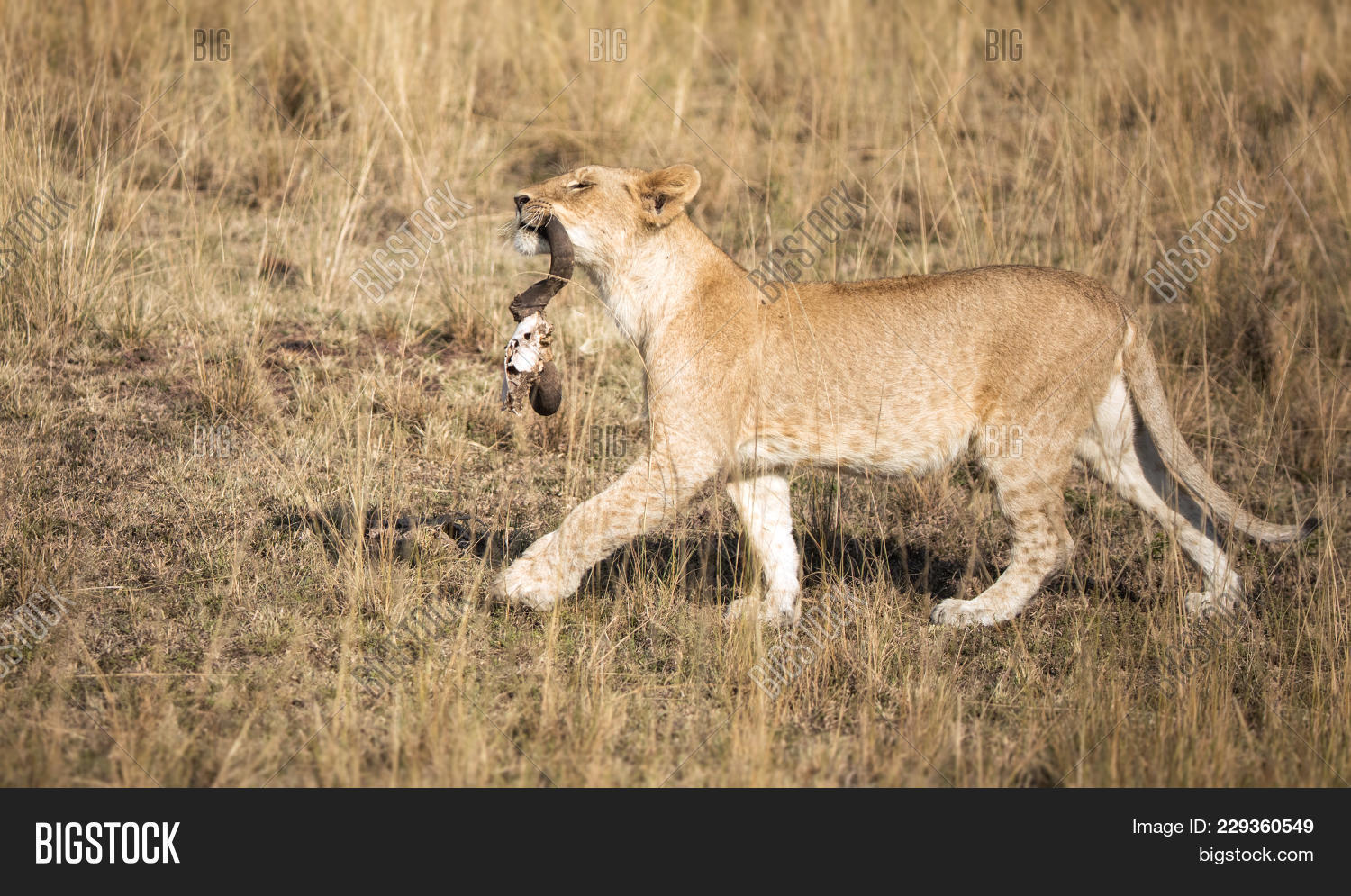 Young Lion Cub Proudly Image & Photo (Free Trial) | Bigstock