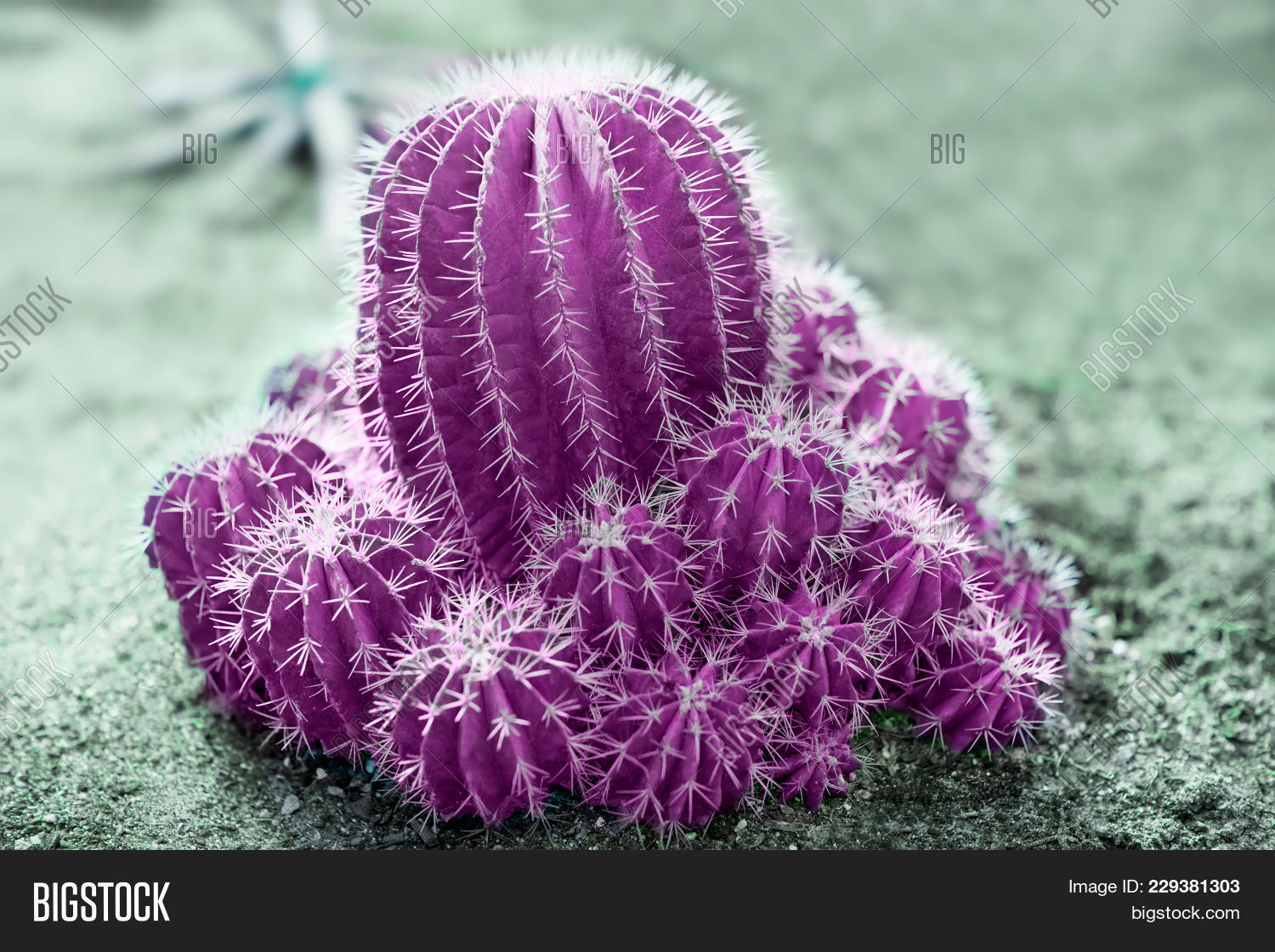 Cactus Violet Color. Image & Photo (Free Trial) | Bigstock