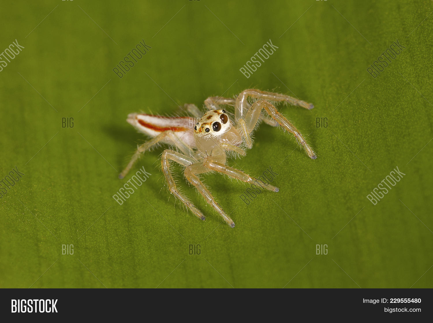 Two Striped Spider Image & Photo (Free Trial) | Bigstock