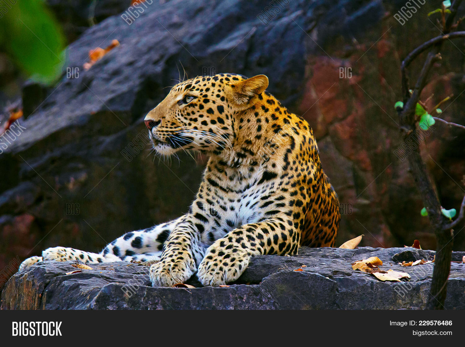 Indian Leopard, Image & Photo (Free Trial) | Bigstock