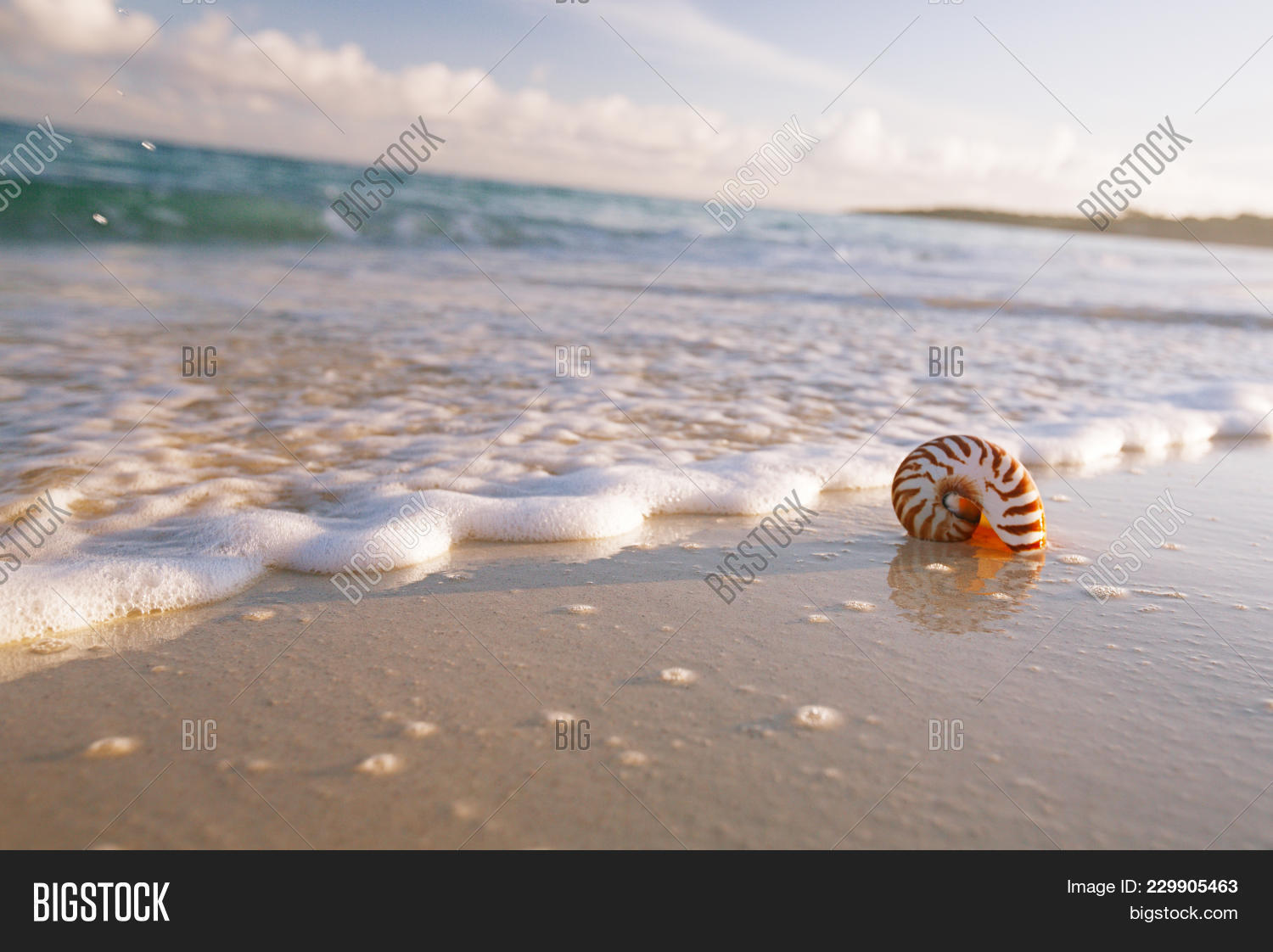 Nautilus Sea Shell Image & Photo (Free Trial) | Bigstock