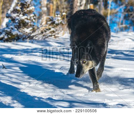 Alpha Wolf Images, Illustrations, Vectors - Alpha Wolf Stock Photos ...