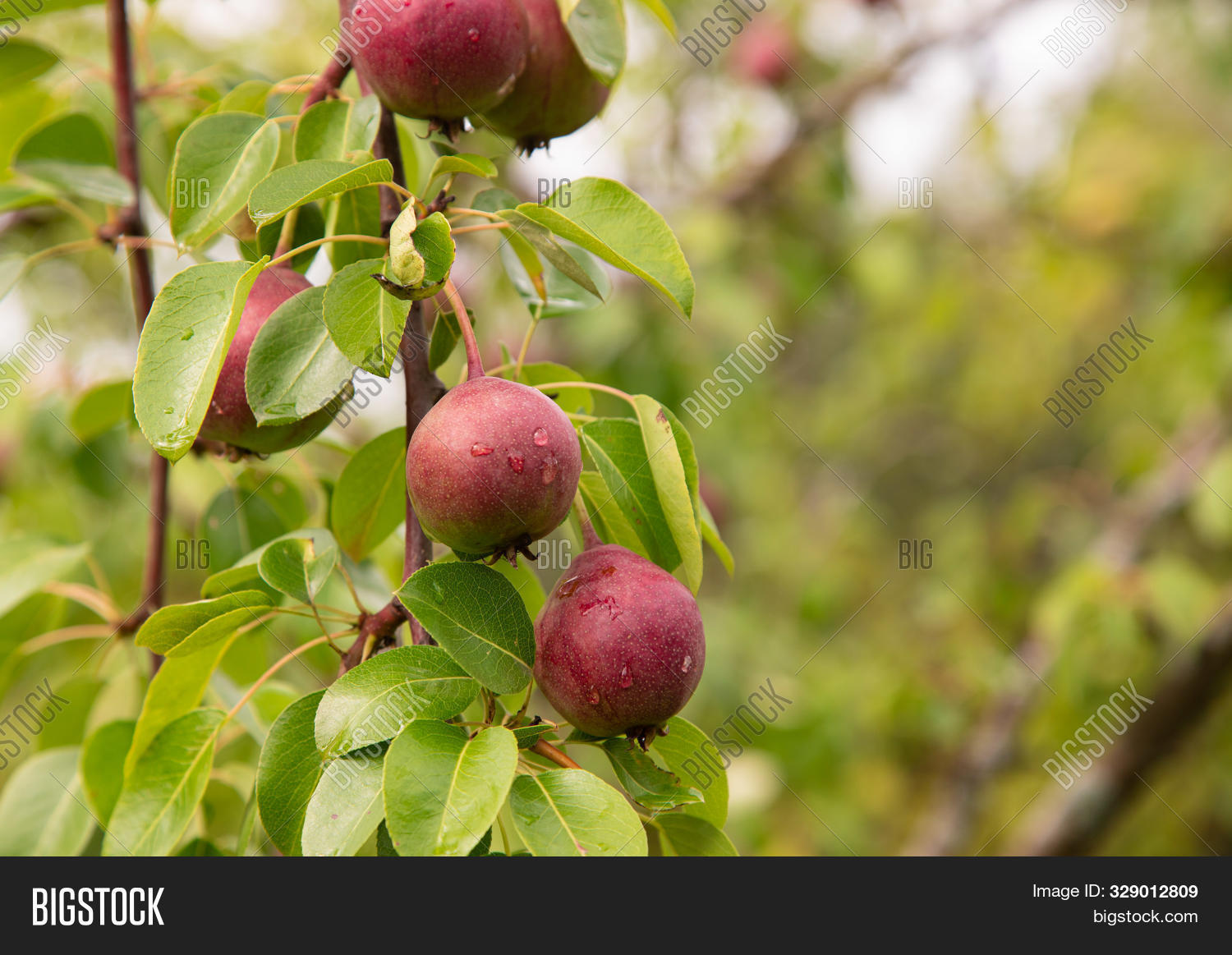 Little Red Pears On Image & Photo (Free Trial) | Bigstock