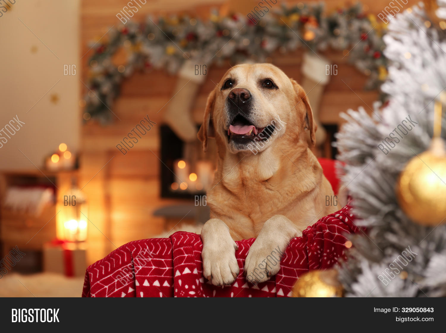 Cute Dog On Sofa Room Image & Photo (Free Trial) | Bigstock
