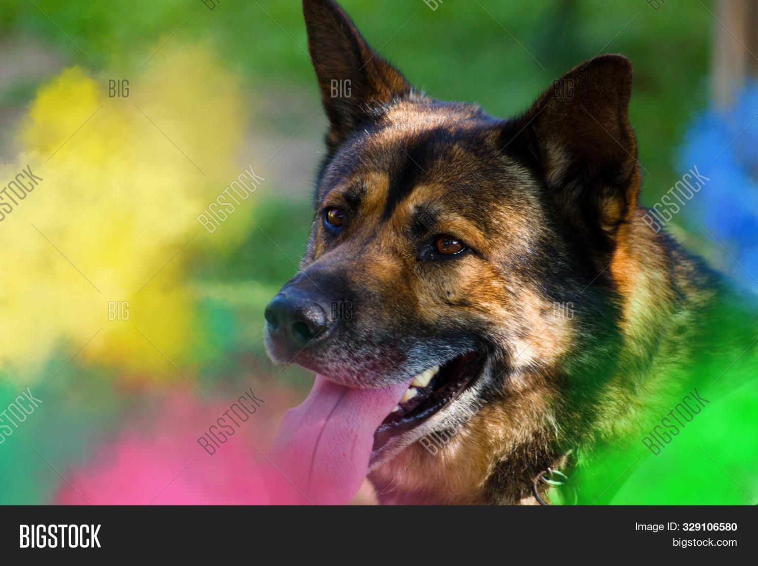 Portrait Alsatian, Image & Photo (Free Trial) | Bigstock