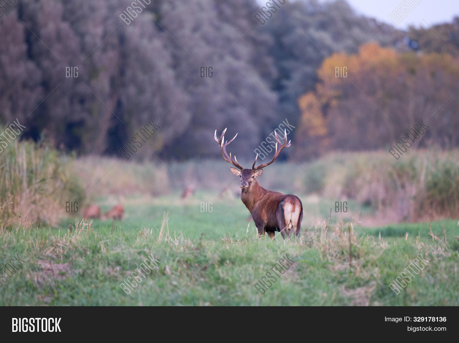 Adult Male Red Deer ( Image & Photo (Free Trial) | Bigstock