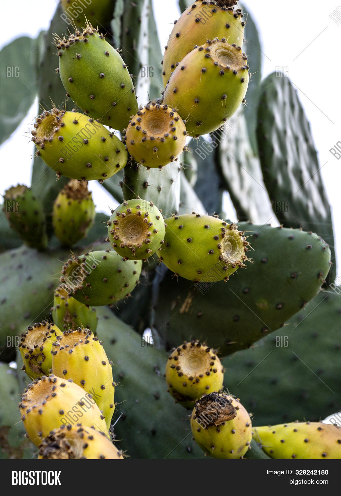 Prickly Pear Fruit Image & Photo (Free Trial) | Bigstock