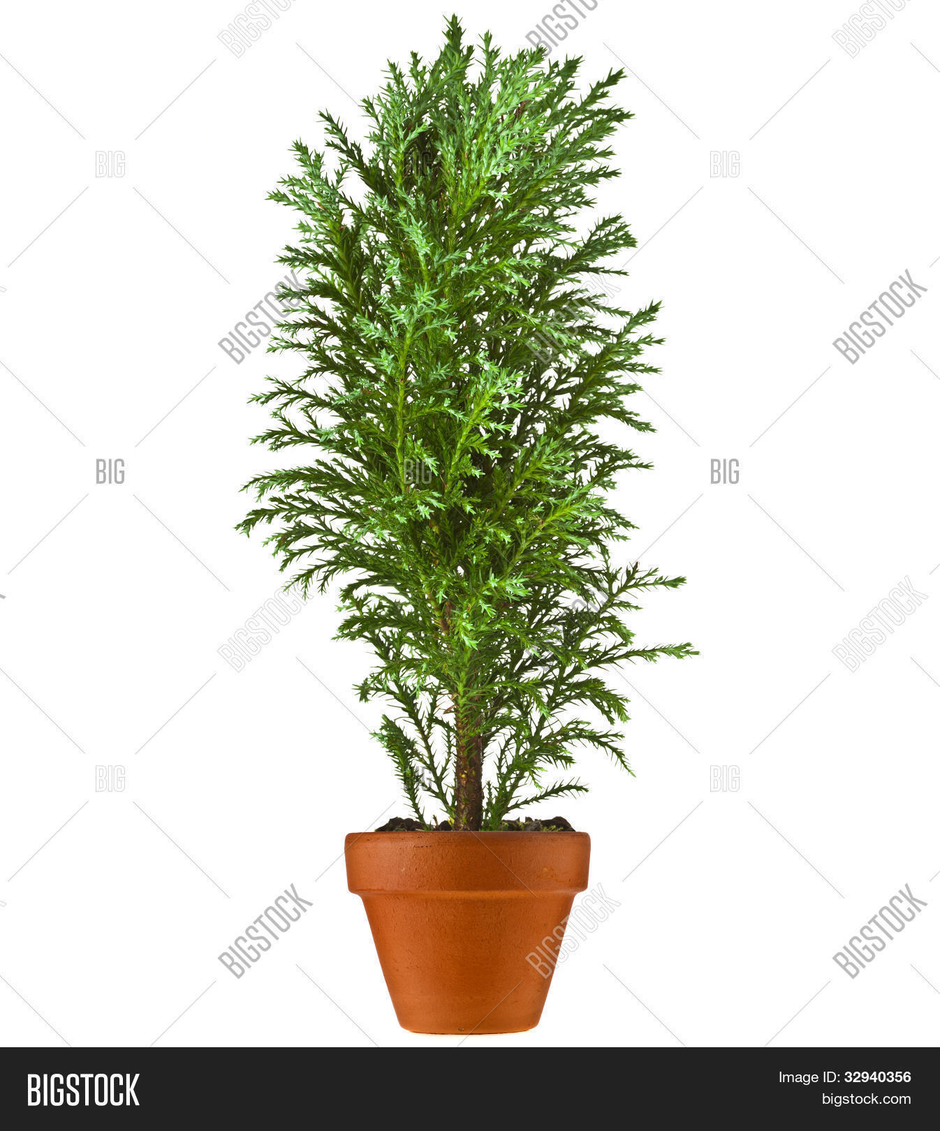 Decorative Conifer Image & Photo (Free Trial) | Bigstock
