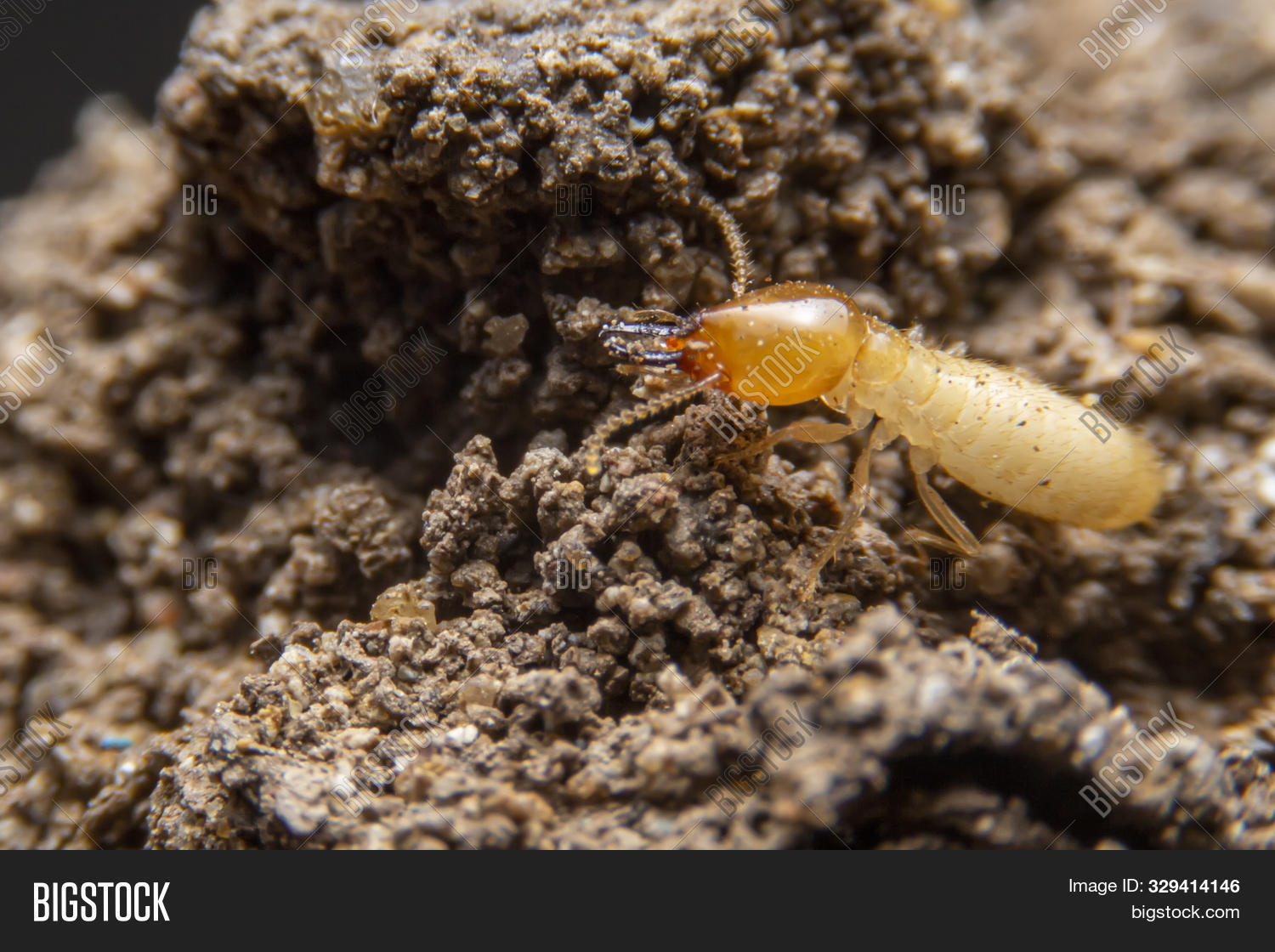 Small Termite On Image & Photo (Free Trial) | Bigstock