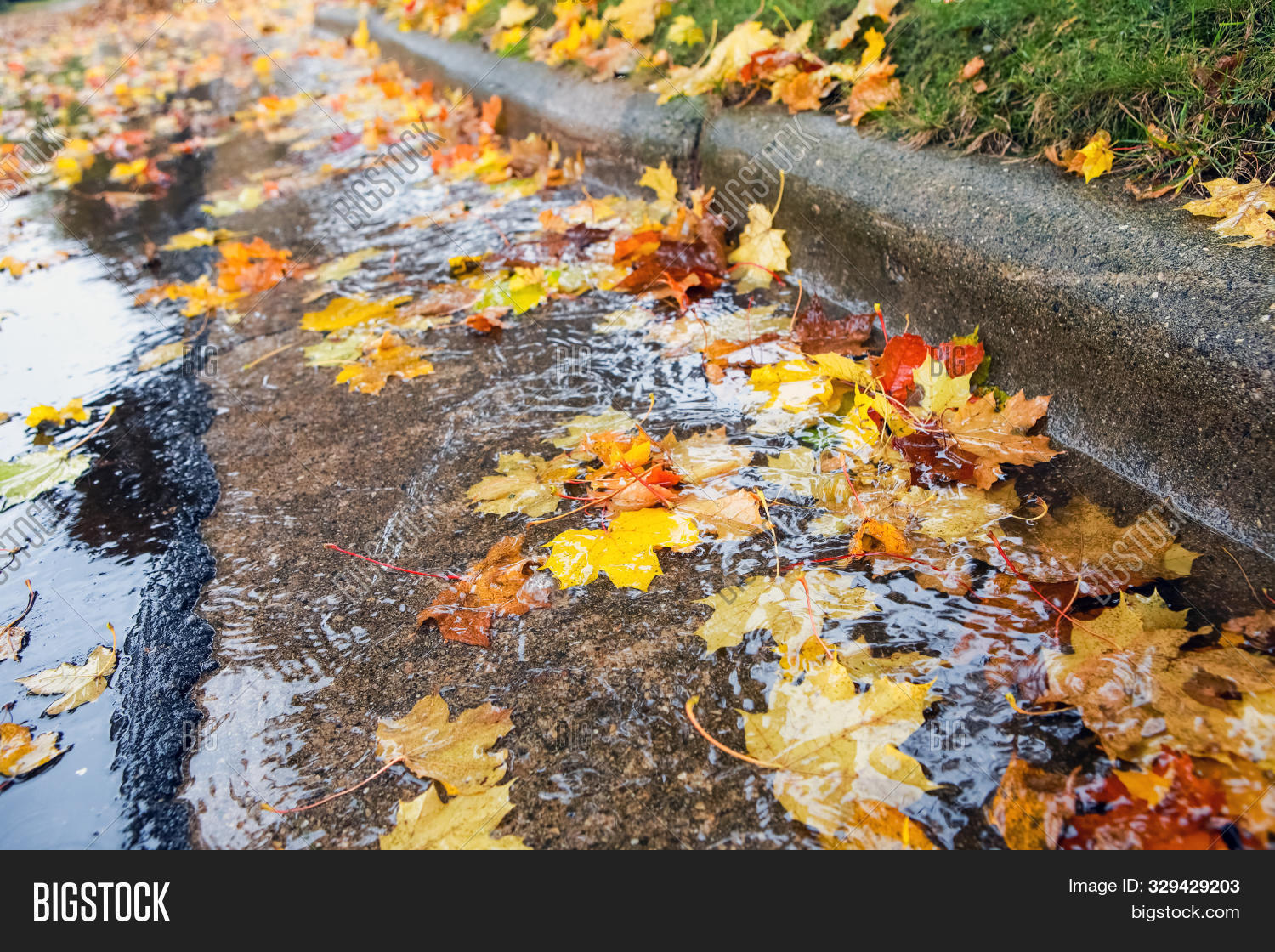 Fall Leaves Clogging Image & Photo (Free Trial) | Bigstock