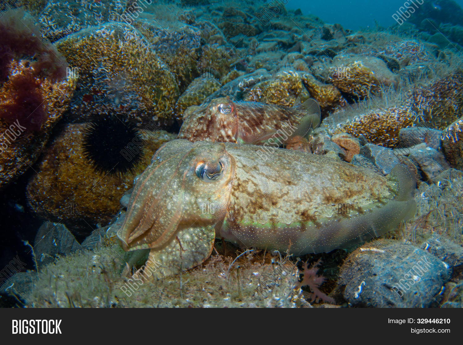 Two Cephalopods Mating Image & Photo (Free Trial) | Bigstock