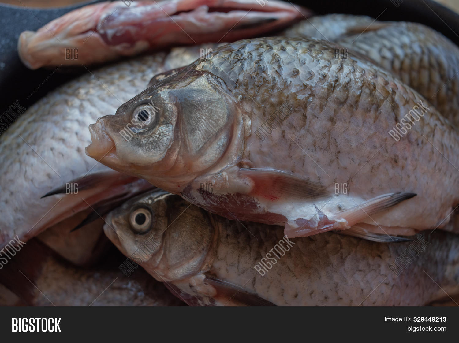 Crucian Fish River Image & Photo (Free Trial) | Bigstock