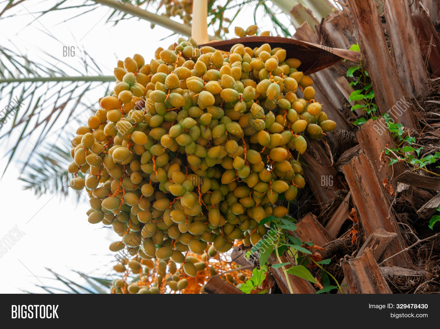 Dates Grow On Date Image & Photo (Free Trial) | Bigstock