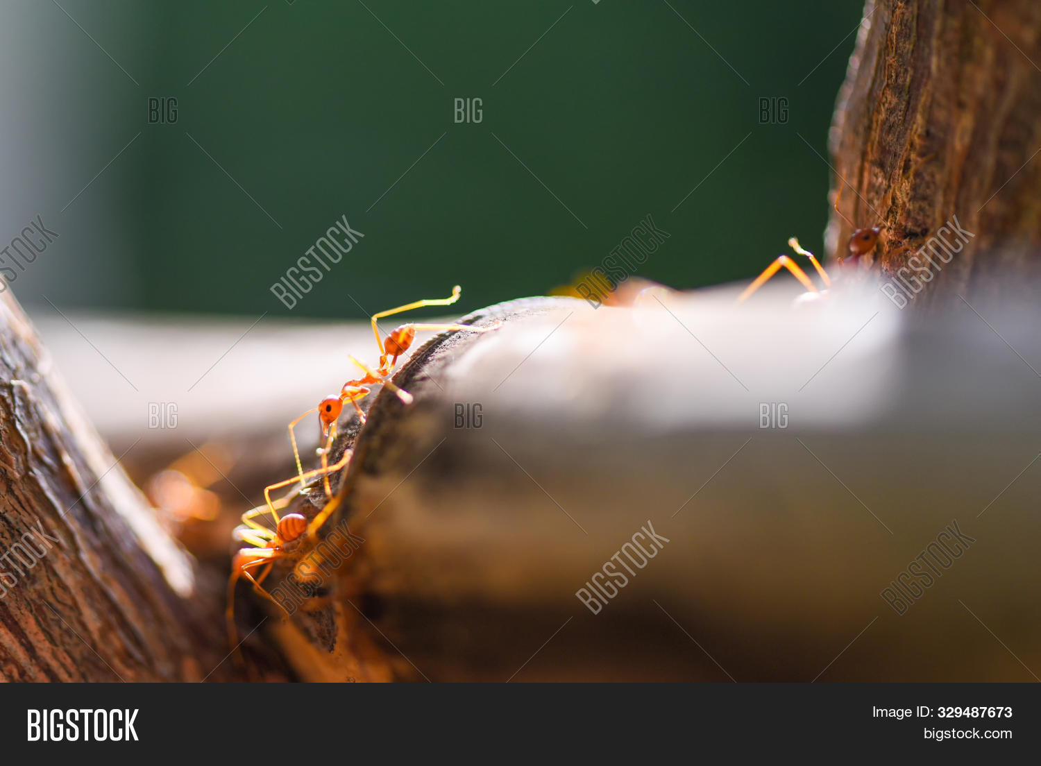 Close Fire Ant Walk Image & Photo (Free Trial) | Bigstock