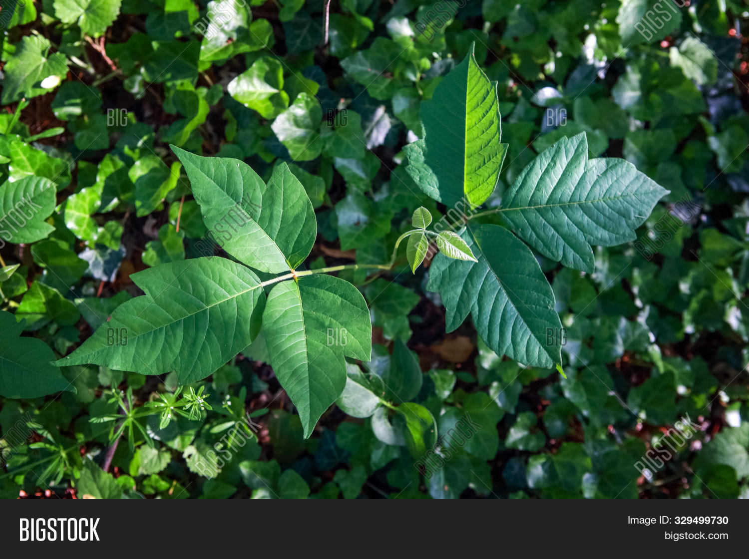 Poison Ivy Plant Image & Photo (Free Trial) | Bigstock